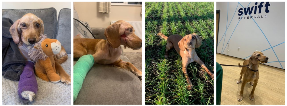 Cocker Spaniel Betty has been saved by Swift Referrals after horrific RTA