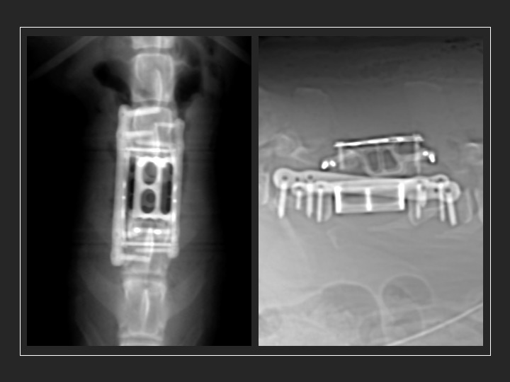 Vets Speak of Pride After Rebuilding Dog's Spine Using Titanium Implant