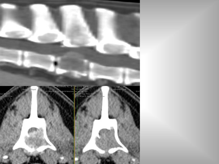 Vets Speak of Pride After Rebuilding Dog's Spine Using Titanium Implant